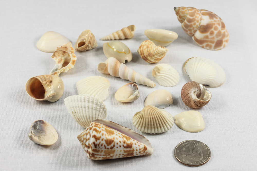 Shells